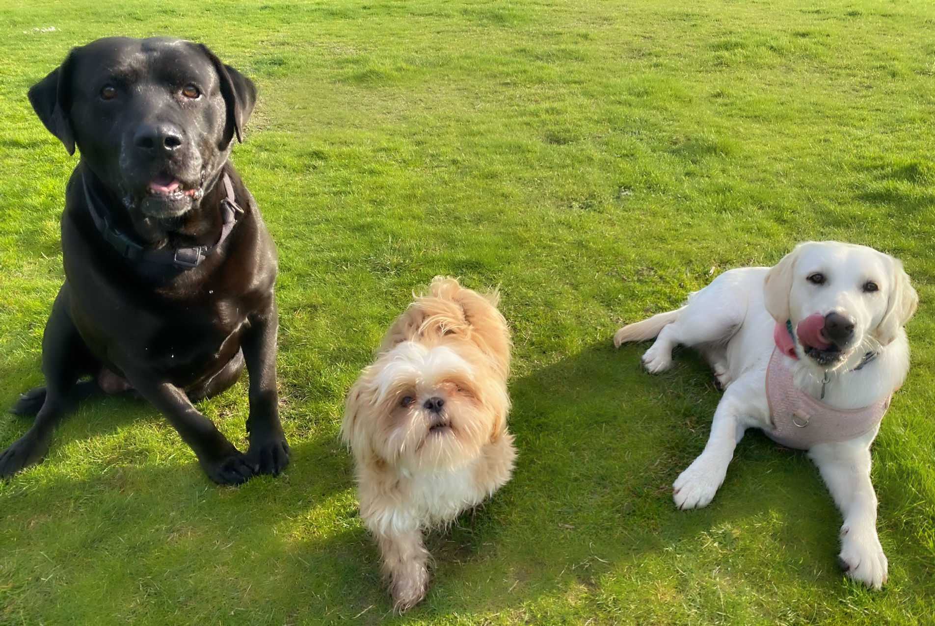 About Us – Bark Yard & Beyond